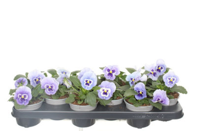 Viola F1 Marina Light Blue, 11cm Pot Size, 20cm Tall, Pansy
