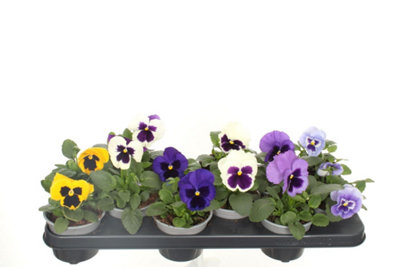 Viola F1 Mixed Wittrockiana, 11cm Pot Size, 20cm Tall, Pansy, Indoor ...