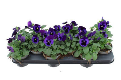 Viola F1 Neon Violet, 11cm Pot Size, 20cm Tall, Pansy, Indoor Houseplant