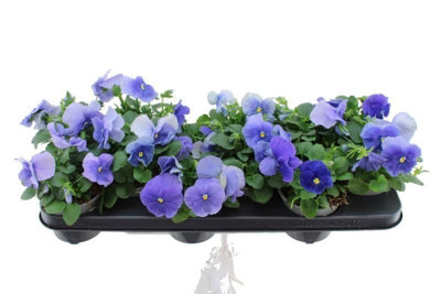 Viola F1 Pure Light Blue, 11cm Pot Size, 20cm Tall, Pansy