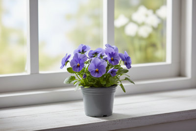 Viola F1 Pure Light Blue Pot size 11 Cm Height 20 Pansy Indoor Houseplant