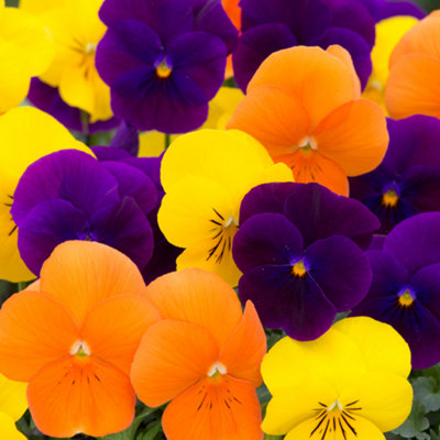 Viola Harvest Mix Vibrant Garden Ready Bedding Plants Pot Container 10 ...