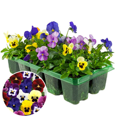 Viola Mix Bedding Plants - Colorful Blend (10 Pack)