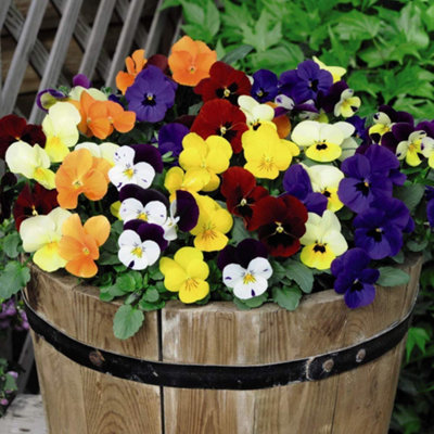 Viola Most Scented Mix 72 Plug Plants