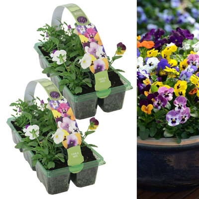 Viola Plants Mixed 12 Pack - Colourful Mixed Flowers - Annual Bedding ...