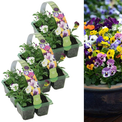 Viola Plants Mixed 18 Pack - Colourful Mixed Flowers - Annual Bedding Plants - Ideal for Pots ...