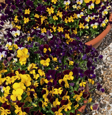Viola Pot Pouri Mixed 24 Plug Plants