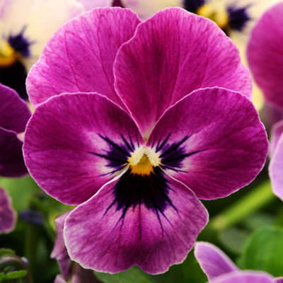 Viola Raspberry Bedding Plants - Lively Blooms (10 Pack) | DIY at B&Q