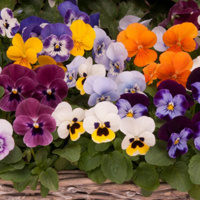 Viola Sorbet Mix Plant Plug x 12 Ready to Grow on Plants | DIY at B&Q