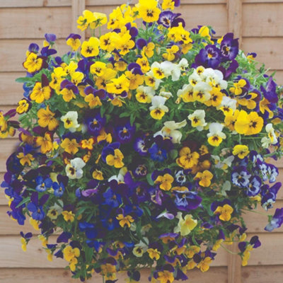 Viola Waterfall Mixed Trailing Pansy Seeds Hanging Basket Plants 1 ...
