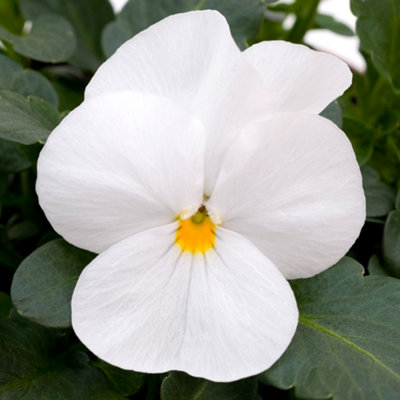 Viola White Bedding Plants - Elegant Blooms (10 Pack) | DIY at B&Q