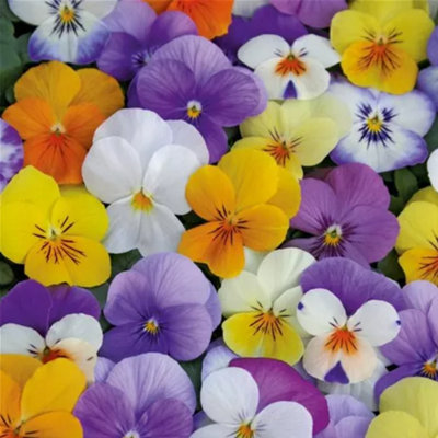 Viola x Cornuta Twix Audrey Mix Viola Plants 12 Plug Plants