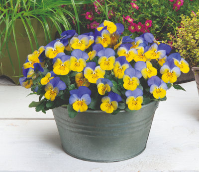 Viola x Cornuta Twix Blue Morpho Viola Plants 12 Plug Plants