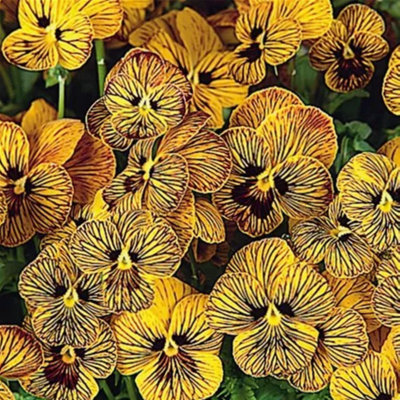 Viola x Cornuta Twix Special Tiger Eye Viola Plants 12 Plug Plants