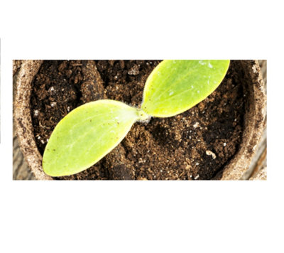 Vitax Perlite Compost Additive Improves Aeration & Soil Drainage 10L