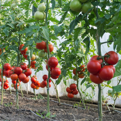 Vitax Tomato Feed 1L Liquid Healthy Season Growth