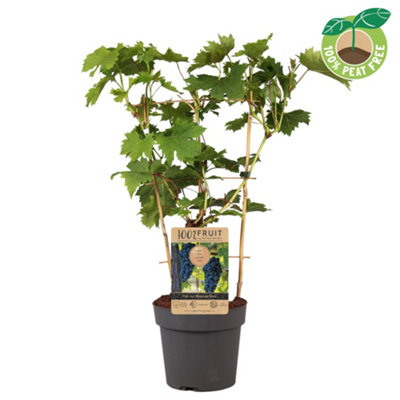 Vitis Boskoop Glory Rek, 21cm Pot Size, 65cm Tall, Grapevine, Indoor ...