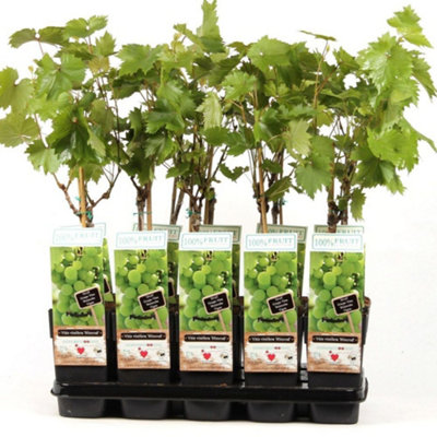 Vitis (Grape) Himrod 15cm Potted Plant x 2