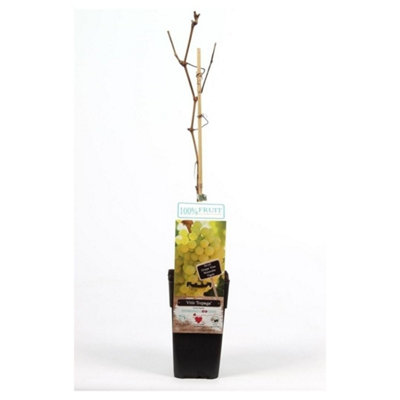 Vitis (Grape) Supaga 15cm Potted Plant x 2