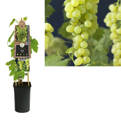 Vitis Himrod, 17cm Pot Size, 75cm Tall, Grapevine, Indoor Houseplant