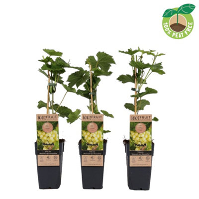 Vitis Muscat Of Alexandria, 15cm Pot Size, 50cm Tall, Grapevine, Indoor ...