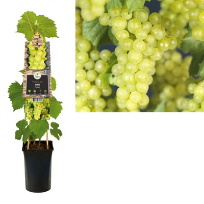 Vitis Supaga, 17cm Pot Size, 75cm Tall, Grapevine, Indoor Houseplant