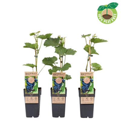 Vitis Vinifera Beta, 15cm Pot Size, 50cm Tall, Grapevine, Indoor Houseplant