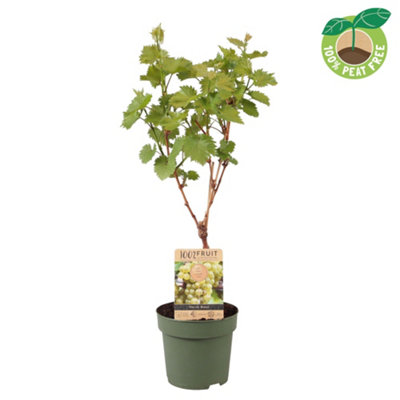 Vitis Vinifera Bianca Stam, 21cm Pot Size, 65cm Tall, Grapevine, Indoor ...