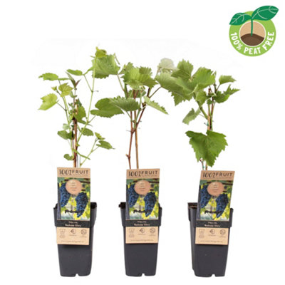 Vitis Vinifera Boskoop Glory, 15cm Pot Size, 50cm Tall, Grapevine ...