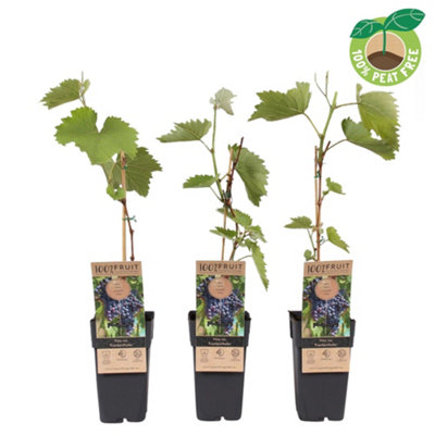 Vitis Vinifera Frankenthaler, 15cm Pot Size, 50cm Tall, Grapevine ...