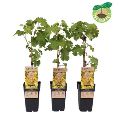 Vitis Vinifera Golden Champion, 15cm Pot Size, 50cm Tall, Grapevine ...