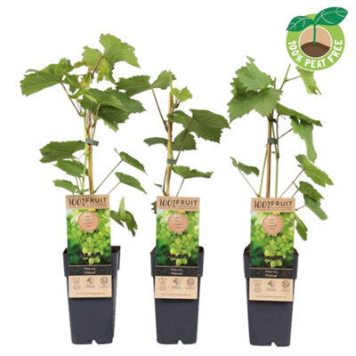 Vitis Vinifera Himrod, 15cm Pot Size, 50cm Tall, Grapevine, Indoor ...
