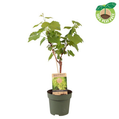 Vitis Vinifera Himrod Stam, 21cm Pot Size, 65cm Tall, Grapevine, Indoor ...