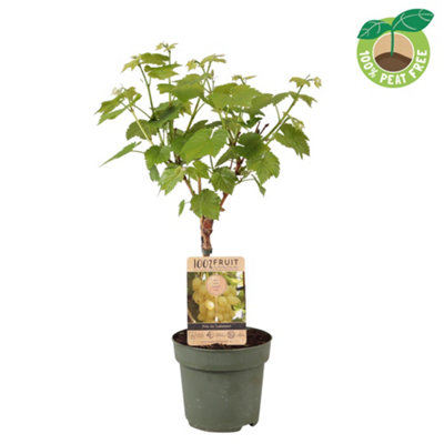 Vitis Vinifera Lakemont Stam, 21cm Pot Size, 65cm Tall, Grapevine ...