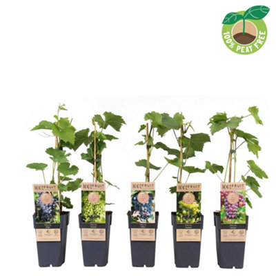 Vitis Vinifera Mixed Mixlaag, 15cm Pot Size, 50cm Tall, Grapevine ...