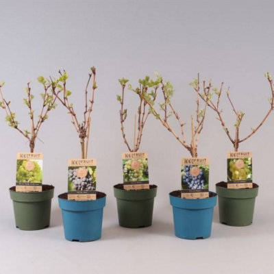 Vitis Vinifera Mixed Stam, 21cm Pot Size, 65cm Tall, Grapevine, Indoor ...