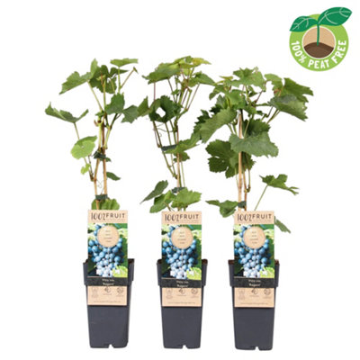 Vitis Vinifera Regent, 15cm Pot Size, 50cm Tall, Grape, Indoor Houseplant