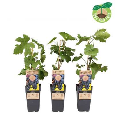 Vitis Vinifera Rembrandt, 15cm Pot Size, 50cm Tall, Grapevine., Indoor ...