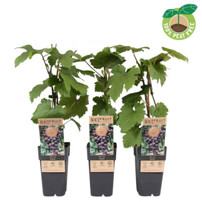 Vitis Vinifera Rondo, 15cm Pot Size, 50cm Tall, Grapes, Indoor Houseplant