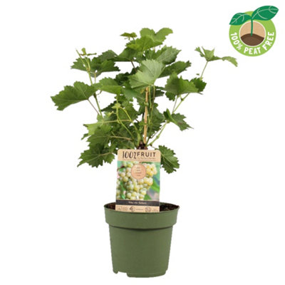 Vitis Vinifera Solaris Stam, 21cm Pot Size, 65cm Tall, Grapevine ...
