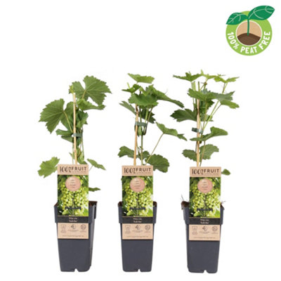 Vitis Vinifera Sukribe, 15cm Pot Size, 50cm Tall, Grapevine, Indoor ...