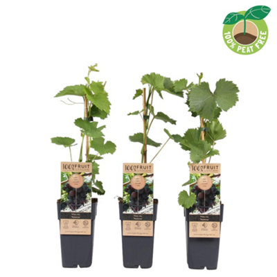 Vitis Vinifera Vanessa, 15cm Pot Size, 50cm Tall, Grapevine, Indoor ...