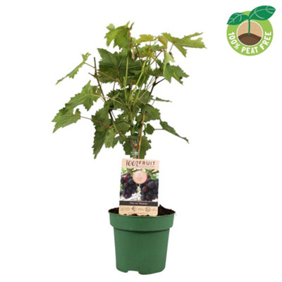 Vitis Vinifera Vanessa Stam, 21cm Pot Size, 65cm Tall, Grapevine ...