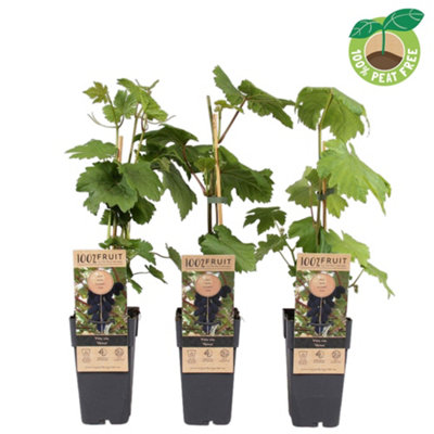 Vitis Vinifera Venus, 15cm Pot Size, 50cm Tall, Grapevine, Indoor ...