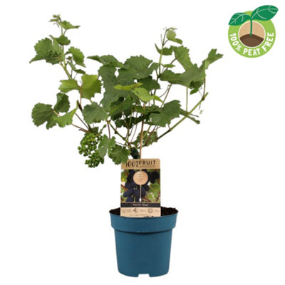 Vitis Vinifera Venus Stam, 21cm Pot Size, 65cm Tall, Grapevine, Indoor ...