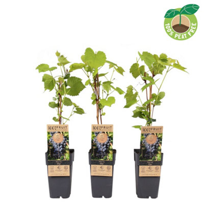 Vitis Vinifera Zilga, 15cm Pot Size, 50cm Tall, Grapevine, Indoor ...