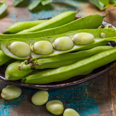 Vroma Broad Bean Seeds - Early High-Yielding Hardy Annual Large Pods ...
