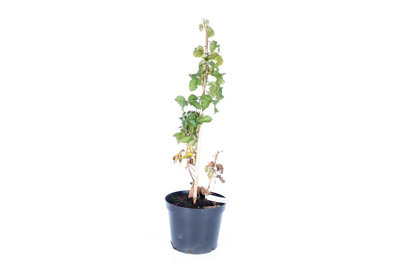 Waldo Blackberry (Rubus fruticosus) Tree - 7Ltr Potted