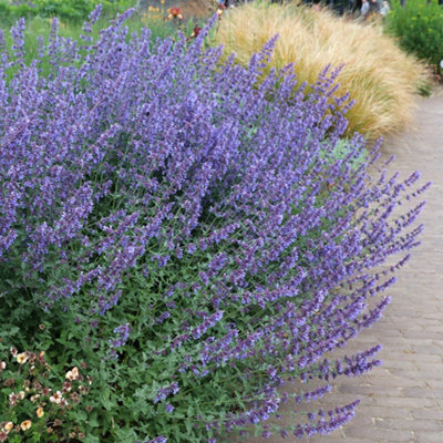 Walker'S Low Catmint Perennials Flowering Plants Nepeta Racemosa 2L Pot