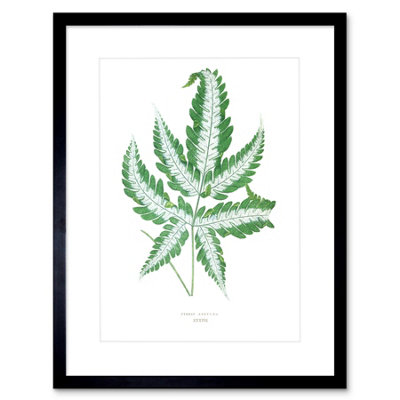 Wall Art Print Leaf Pteris Argyraea Art Framed 9x7 inch